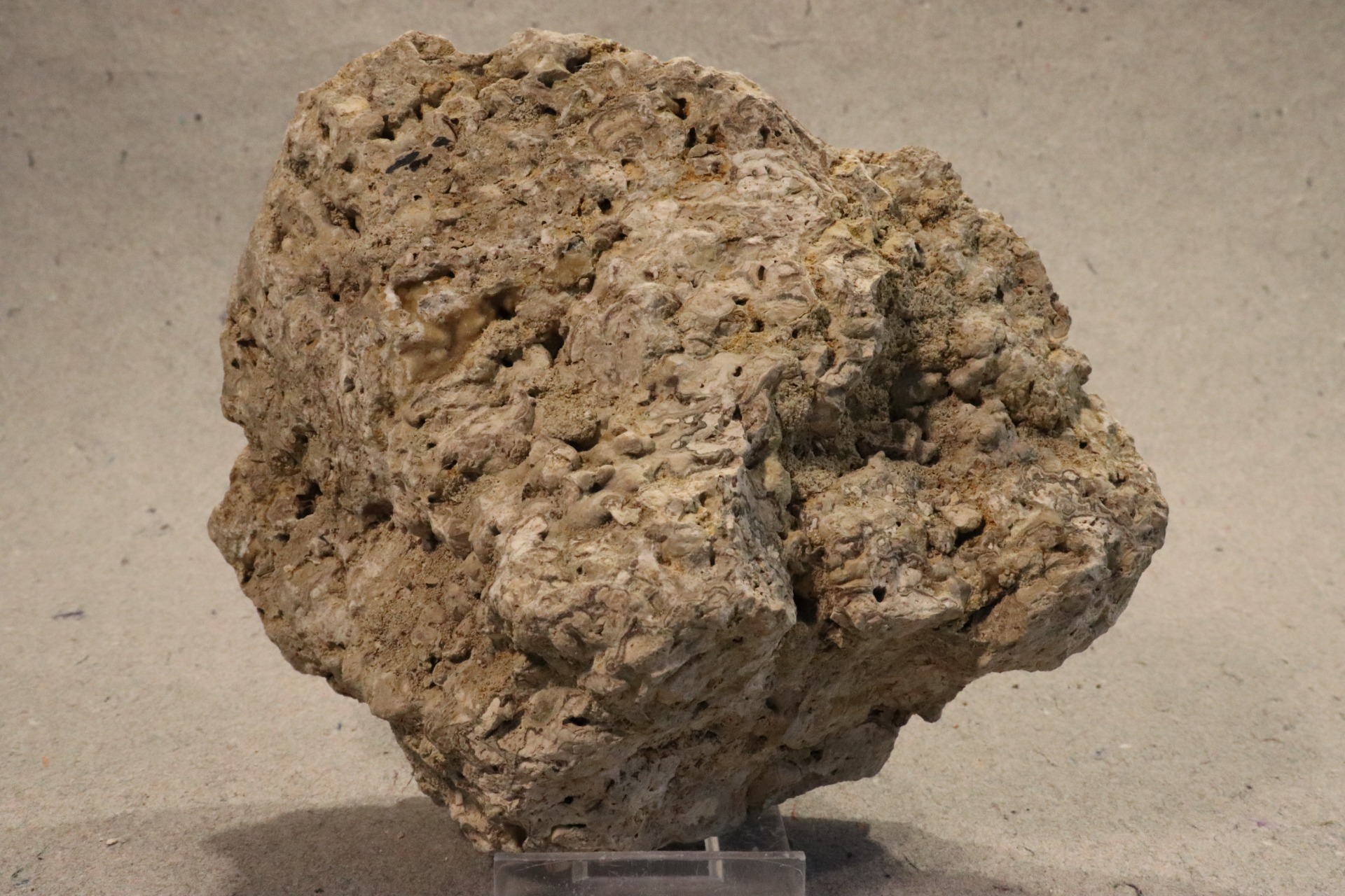 fosílie národní muzeum,stromatolity, stromatolity Cheb, stromatolit ...