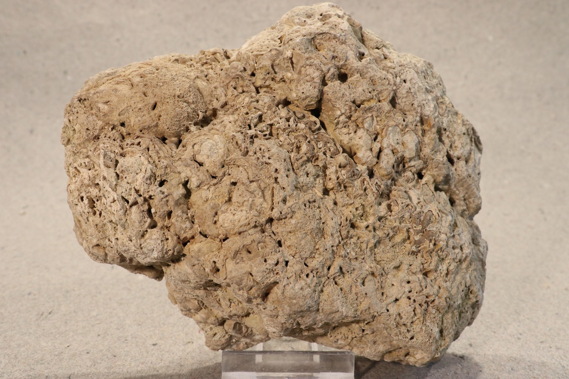 fosílie národní muzeum,stromatolity, stromatolity Cheb, stromatolit ...