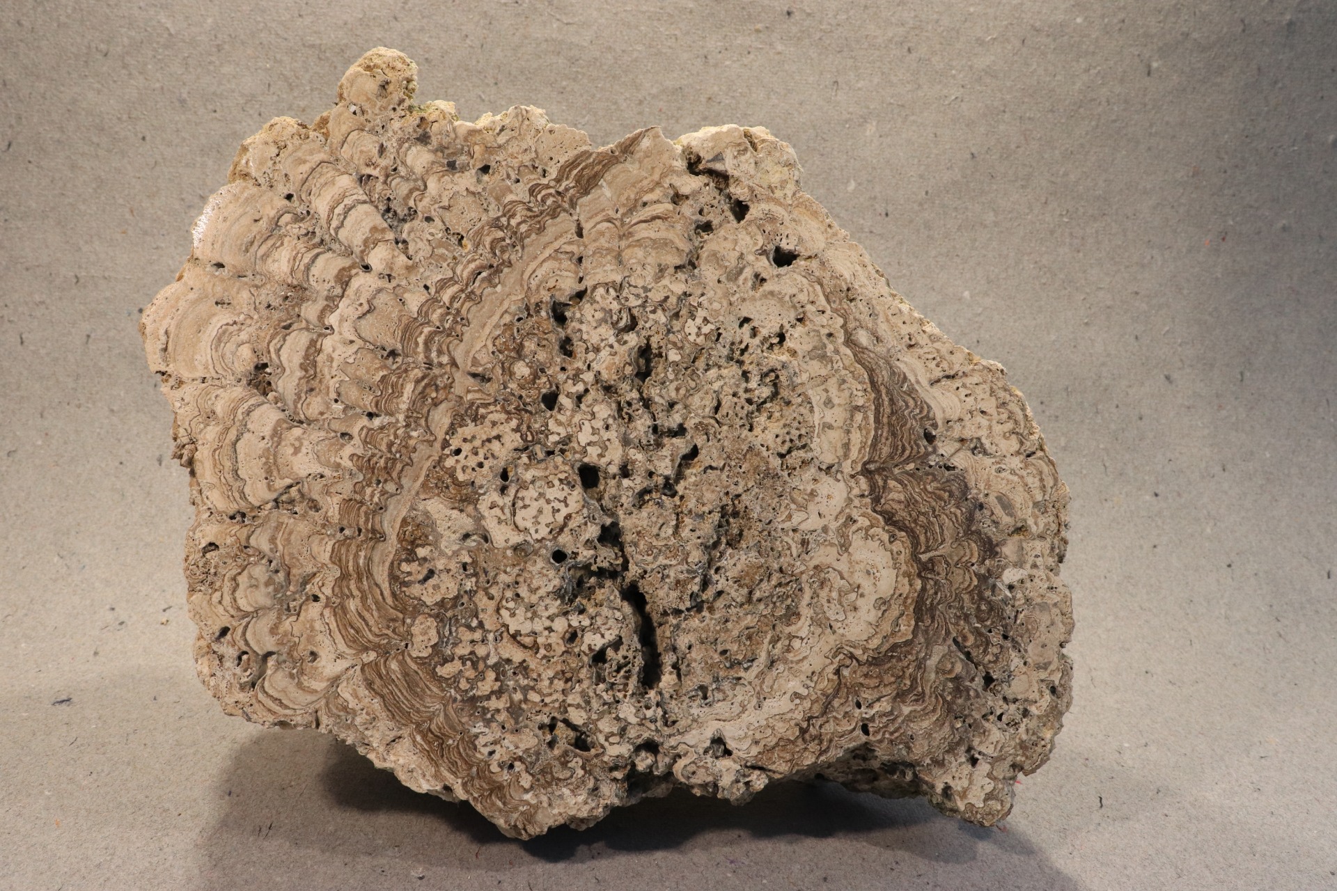 fosílie národní muzeum,stromatolity, stromatolity Cheb, stromatolit ...